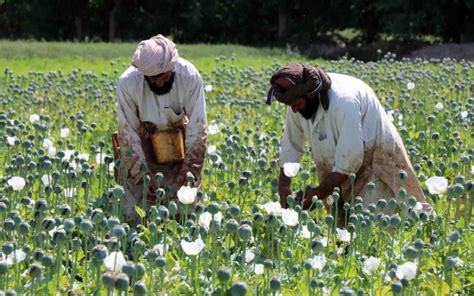 د طالبانو تر واک لاندې سیمې او د کوکنارو کښت؛ په سرپل کې د کوکنارو
