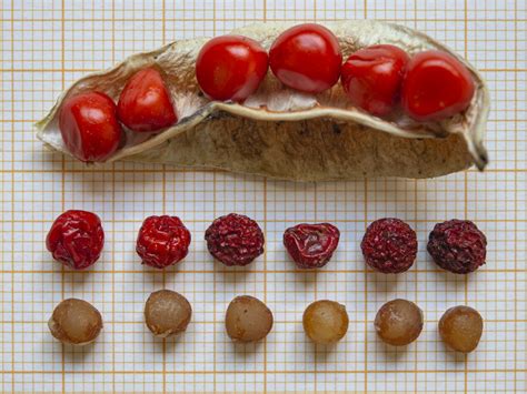 Chamaeiris Foetidissima