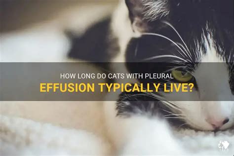 How Long Do Cats With Pleural Effusion Typically Live Petshun