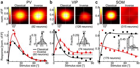 Feedback Generates A Second Receptive Field In Neurons Of Visual Cortex Pmc