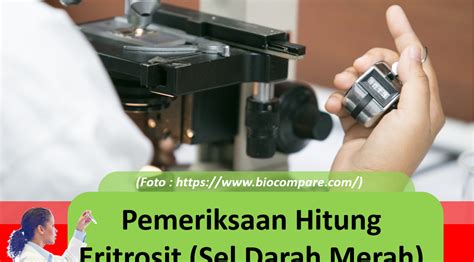 Pemeriksaan Hitung Eritrosit Sel Darah Merah Cara Manual