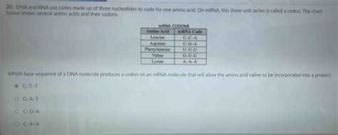 Solved 20 Dna And Rna Use Codes Made Up Of Three Nucleotides To Code