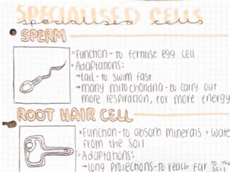 Biology Summaries Teaching Resources