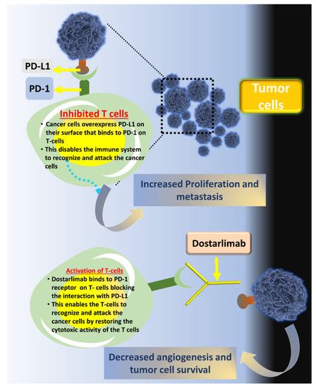 Dostarlimab Jemperli 2025 Updates Uses In Cancer Side Effects Dosage Expectations And
