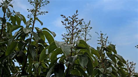 High Performance Bundaberg Lychee Custard Apple Orchard Queensland Country Life Qld