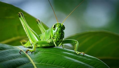 Premium Photo Closeup Look Of A Grasshopper