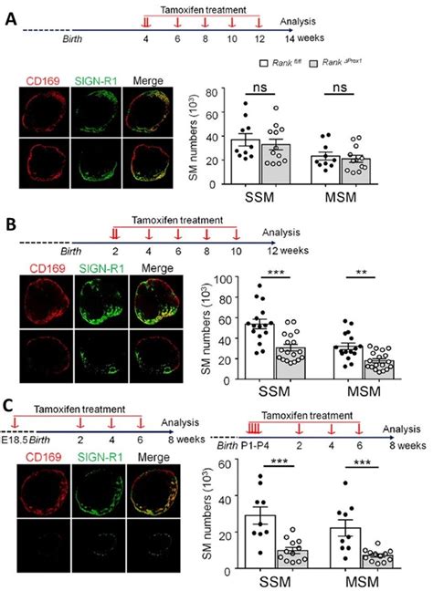 Lactivation De Rank Dans Les Lecs Est Nécessaire Pour La Download