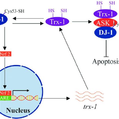 The Interaction Between Trx 1 And Dj 1 Are Antioxidant Response