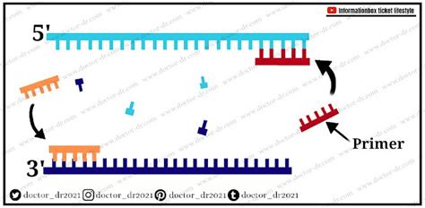Primer Definition Its Types And Uses By Doctor Dr Biology Notes Primer Design Easy Science