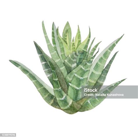 수채화 손으로 그린 녹색 즙이 많은 Haworthia 또는 흰색 배경에 고립 된 알로에 베라 홈 식물 카드 스티커 벽지 섬유 또는 포장을위한 예술 창조적 인 자연 개체 0