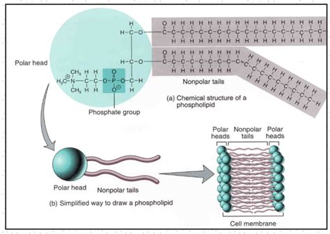 지방과 지방산에 대한 오해를 푼다 사이언스 라이프
