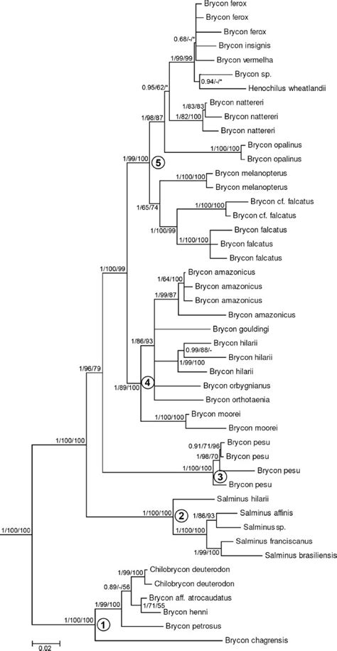 Best Maximum Likelihood Ml Tree Of The Bryconidae Obtained In The