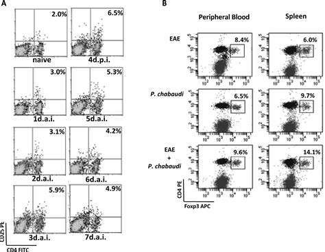 Figure 1 From Regulatory T Cell Induction During Plasmodium Chabaudi Infection Modifies The