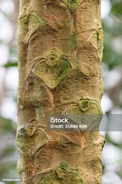 열대 식물 파파야 나무 줄기의 질감 생생한 패턴 카리카 파파야 니케리 롱 0명에 대한 스톡 사진 및 기타 이미지 0명 갈색 나무 Istock