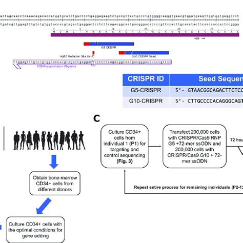 Overview Of Experimental Design And Crispr Cas9 Rnps Used For This Download Scientific Diagram