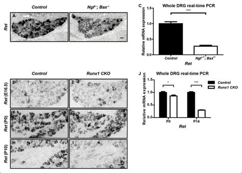 Figures And Data In Extrinsic And Intrinsic Signals Converge On The Runx1 Cbfβ Transcription