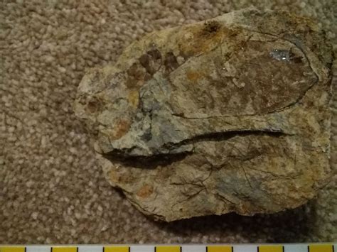 Interesting Geological Pattern Or Fossil Fossil ID The Fossil Forum