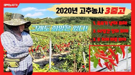 펜타키프 고추 2020년 고추농사 3중고냉해피해 50일 넘는 장마 2번의 태풍를 이겨낸 스토리입니다 펜타키프 켈프그로 히료겐 Korea Youtube