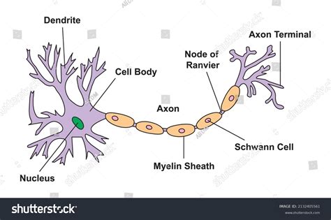 Scientific Designing Neuron Structure Colorful Symbols Stock Vector Royalty Free