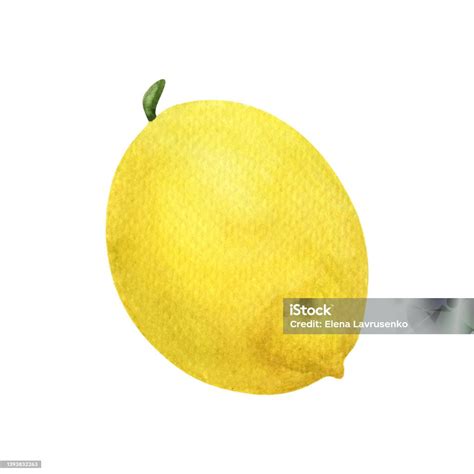 수채화 레몬 직물 초대장 기프트 카드 스티커 패턴 및 인쇄용 흰색 배경에 단일 수채화 요소 Central London에 대한 스톡 벡터 아트 및 기타 이미지 Istock