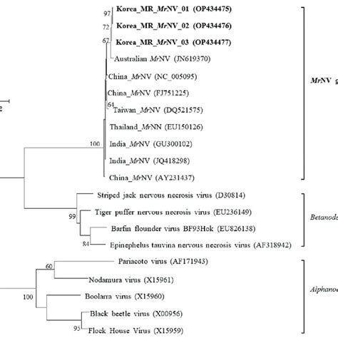 The Phylogenetic Tree Was Constructed Using The Neighbor Joining Download Scientific Diagram