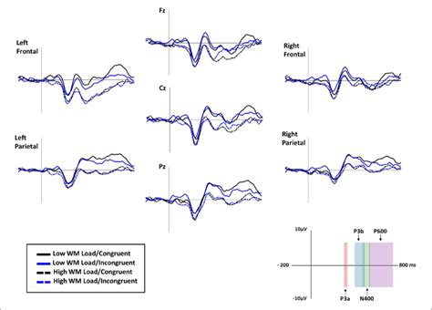 Grand Average Erp Waveforms For Low Working Memory Wm Download