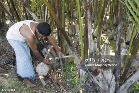 Nipa Palm Photos And Premium High Res Pictures Getty Images
