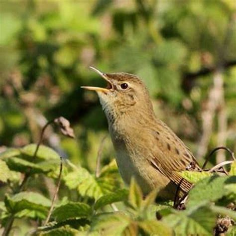 Where Do Grasshopper Warblers Nest Diy Seattle