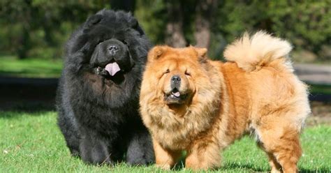 Jenis Anjing Yang Paling Cantik Di Dunia SEGALA FAKTA