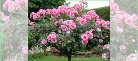 Роза штамбовая купить в Краснодаре | Товары для дома и дачи | Авито