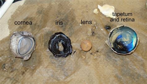 Sheep Eye Dissection Lab Sheet Answers Key At Humberto Watts Blog