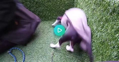 Big Scratch Album On Imgur