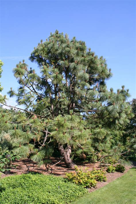 Pinus engelmannii | Pan Global Plants
