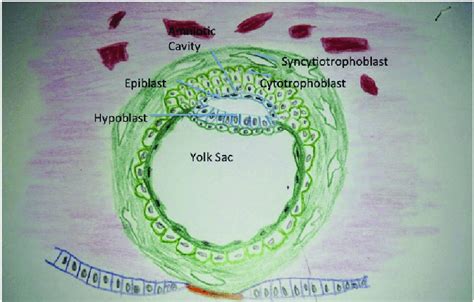 Blastocyst In The Endometrial Cavity At 9 Days Download Scientific