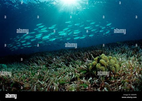Schooling Fusiliers Over Sea Grass Caesionidae Indonesia Wakatobi Dive