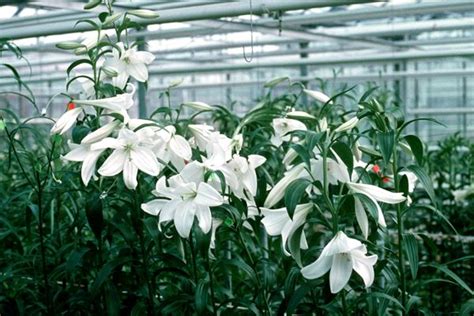 Plantwise Knowledge Bank