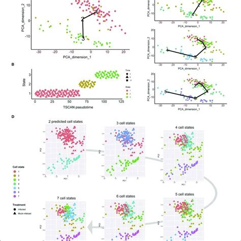 Pseudotime Analysis A Pseudotime Analysis Of Infected Cells Download Scientific Diagram