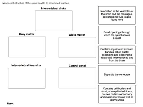 solved match each structure of the spinal cord to its