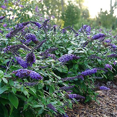 Pugster Butterfly Bush Care 7 Dwarf Buddleia Tricks In Pots