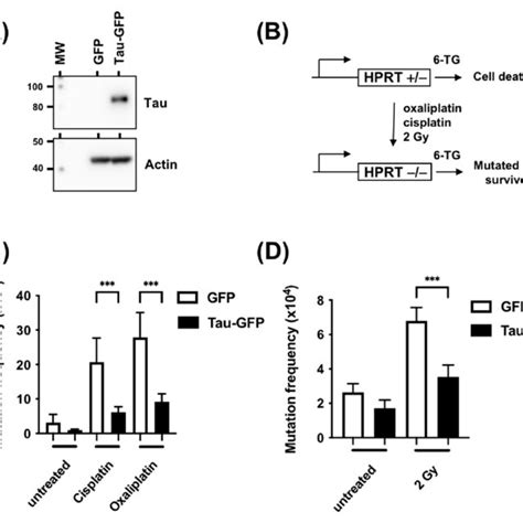 Tau Inhibition Increases Mutation Frequency Measured By The Hprt Test