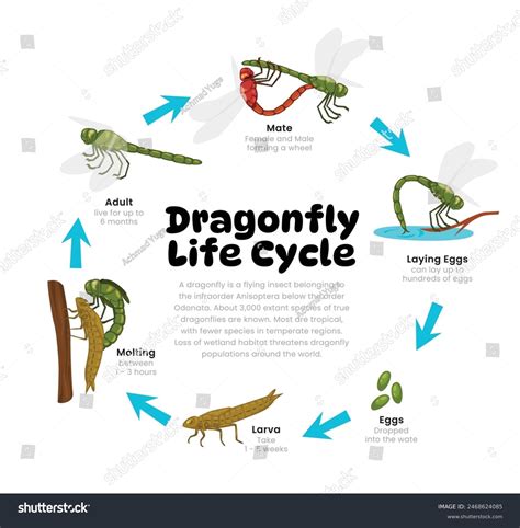 Dragonfly Life Cycle Diagram Science Education Stock Vector Royalty