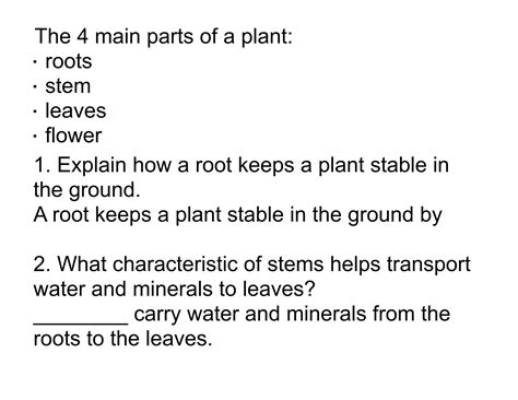 What Do Roots Stems And Leaves Do Ppt