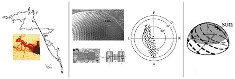 A Bionic Camera Based Polarization Navigation Sensor