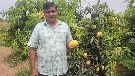 Sweet Success Gujarat Farmer Grows Sonpari Mango Through Crossbreeding