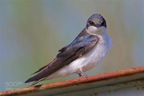 Female Tree Swallow Portrait By Paul Wyman Px