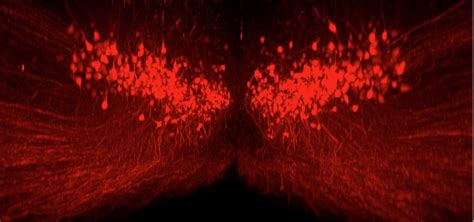 Spinal Cord Injury Alters Neuron Gene Expression Research Horizons
