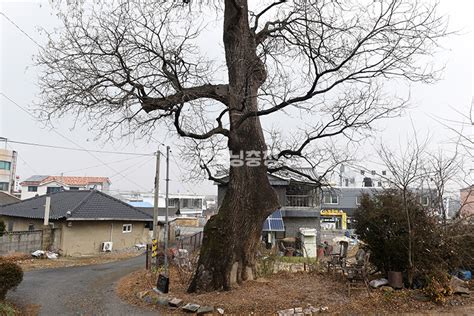 [나무 천년의 세월을 담다 339] 기억하다…아산시 인주면 공세리 회화나무