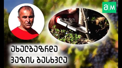 ახალგაზრდა ვაზის გასხვლა Youtube