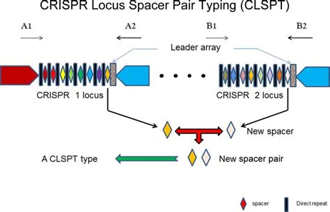 The New Method Is Based Only On The Newly Incorporated Spacers Download Scientific Diagram