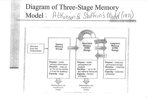 Solved Using The Diagram Of Three Stage Memory Model See